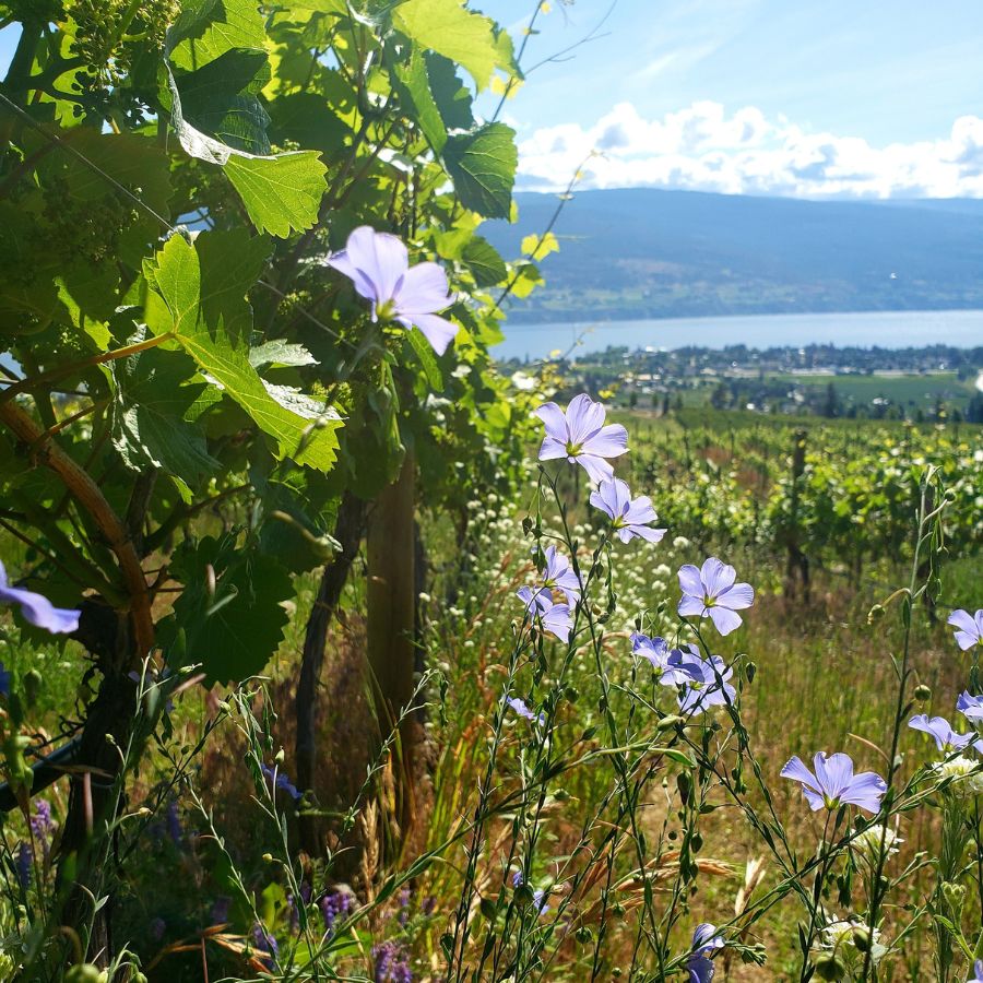 10 Things We've Been Up To In August - Lightning Rock Winery™